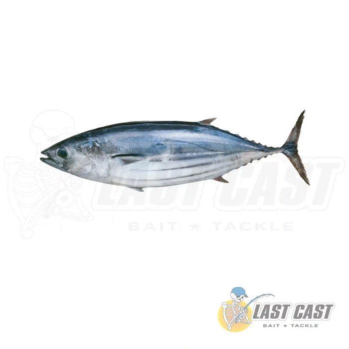 LAST CAST - SKIPJACK TUNA/BONITO WHOLE APPROX 2KG EA — Last Cast Bait and Tackle