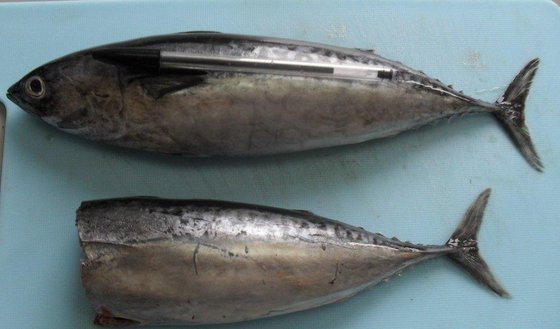 LAST CAST - BULLET TUNA - LOCAL DELIVERY or PICKUP ONLY — Last Cast ...